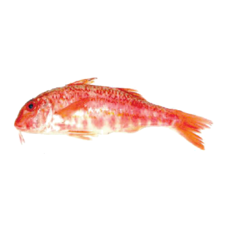 Red mullet