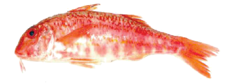 Red Mullet Fish