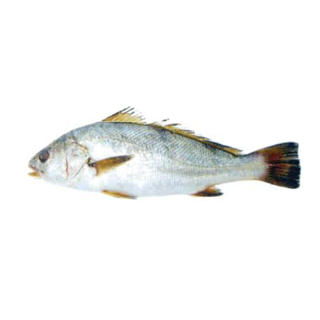 Le Maigre ou Courbine - Lorpex Fish