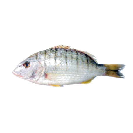 Marbré - Lorpex Fish