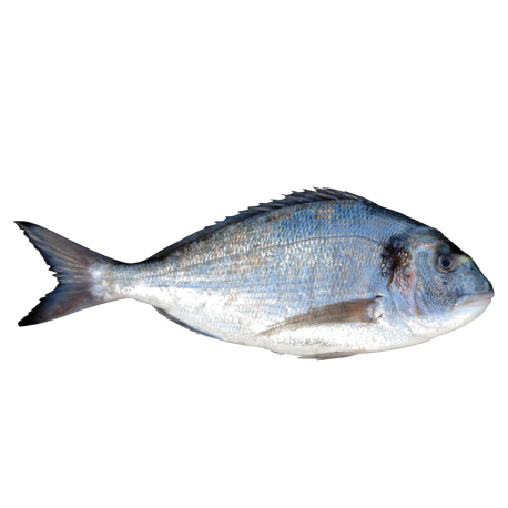 Dorade royale - Lorpex Fish