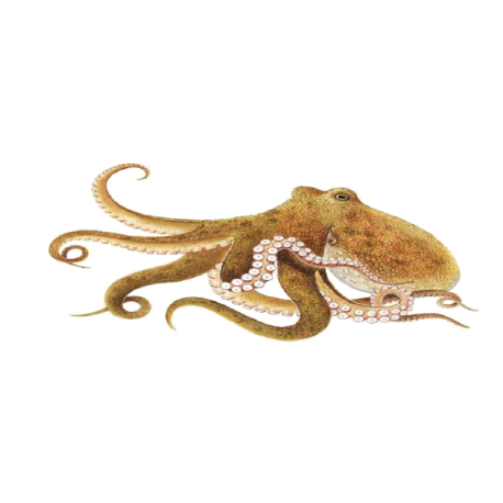 Poulpe - Lorpex Fish