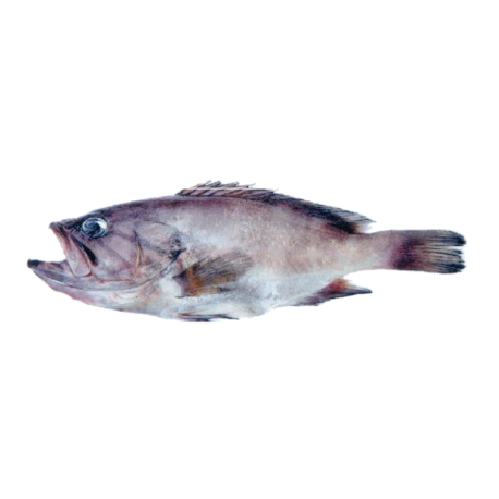 Mérou gris - Lorpex Fish