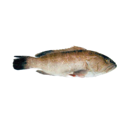 Mérou blanc - Lorpex Fish