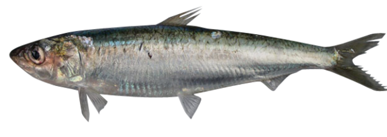 European pilchard - Alchetron, The Free Social Encyclopedia