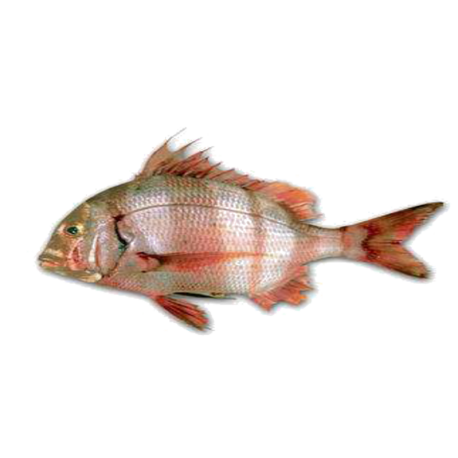 Pagre rayé - Lorpex Fish