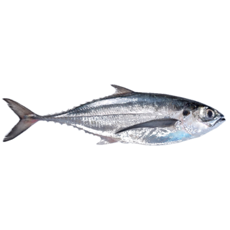 Chinchard commun - Lorpex Fish